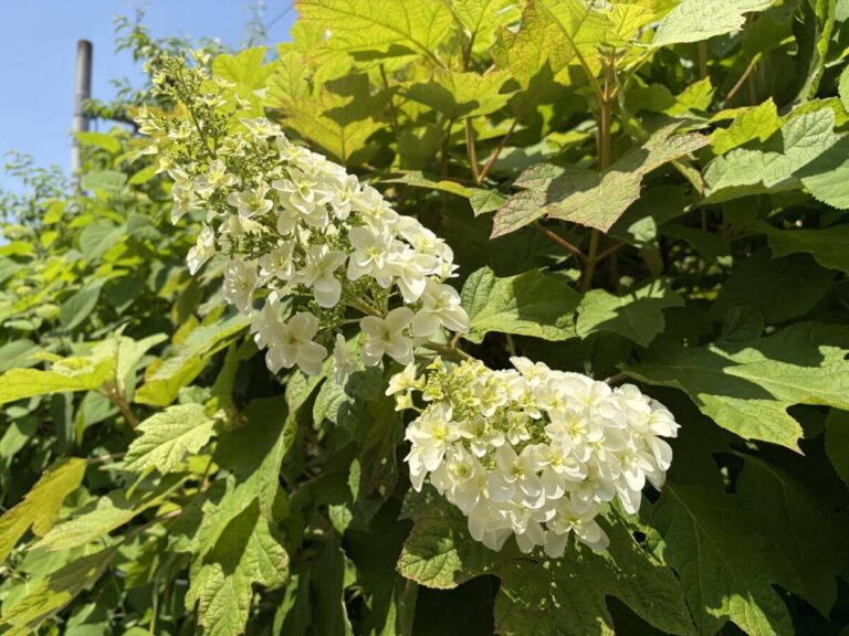 王子駅前「飛鳥の小径」の紫陽花の様子。少しずつ膨らんできた蕾と鮮やかな緑が夏を感じさせてくれました。 | 赤羽マガジン